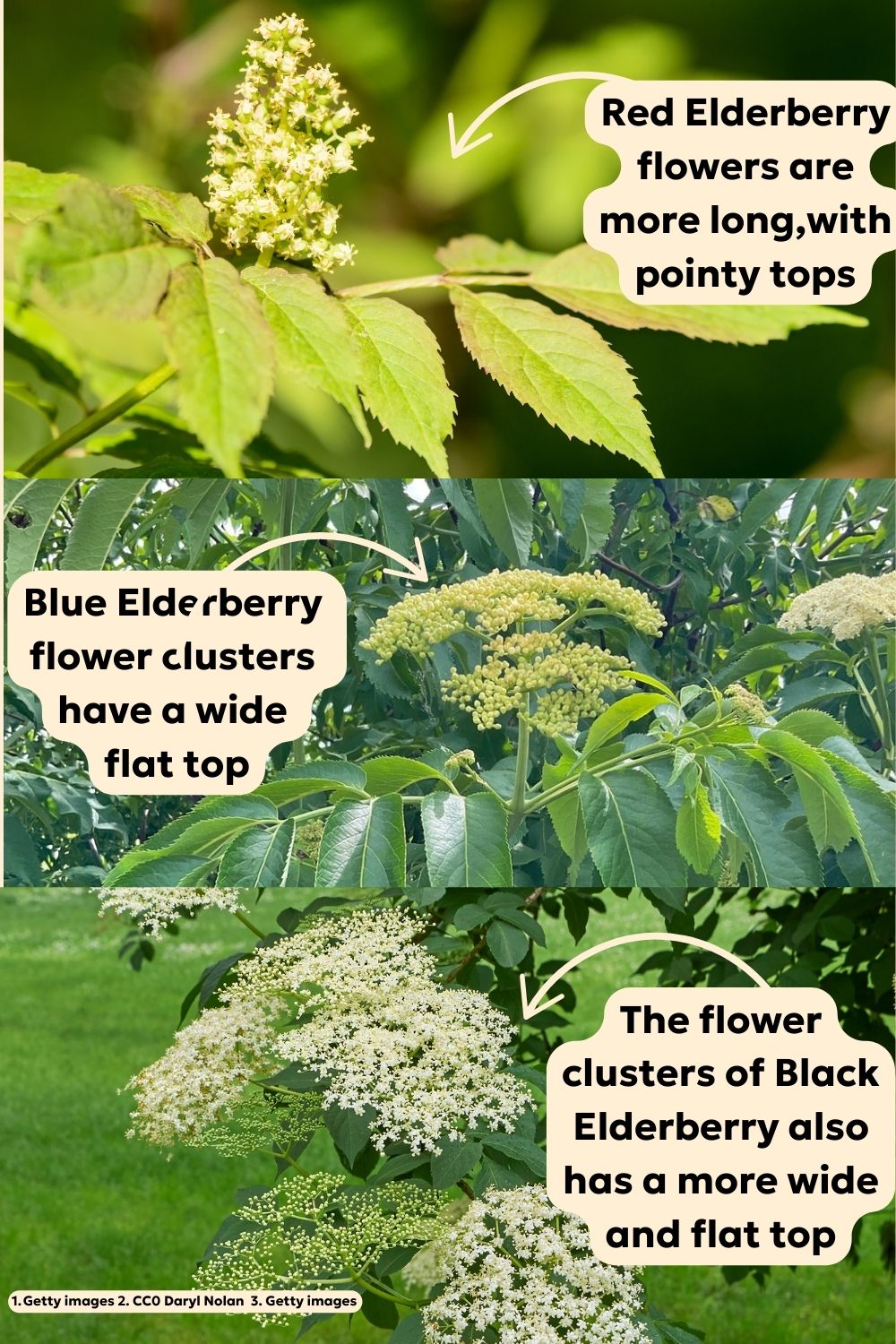 Your Visual Guide to Identify Elderberry Species in the Pacific Northwest